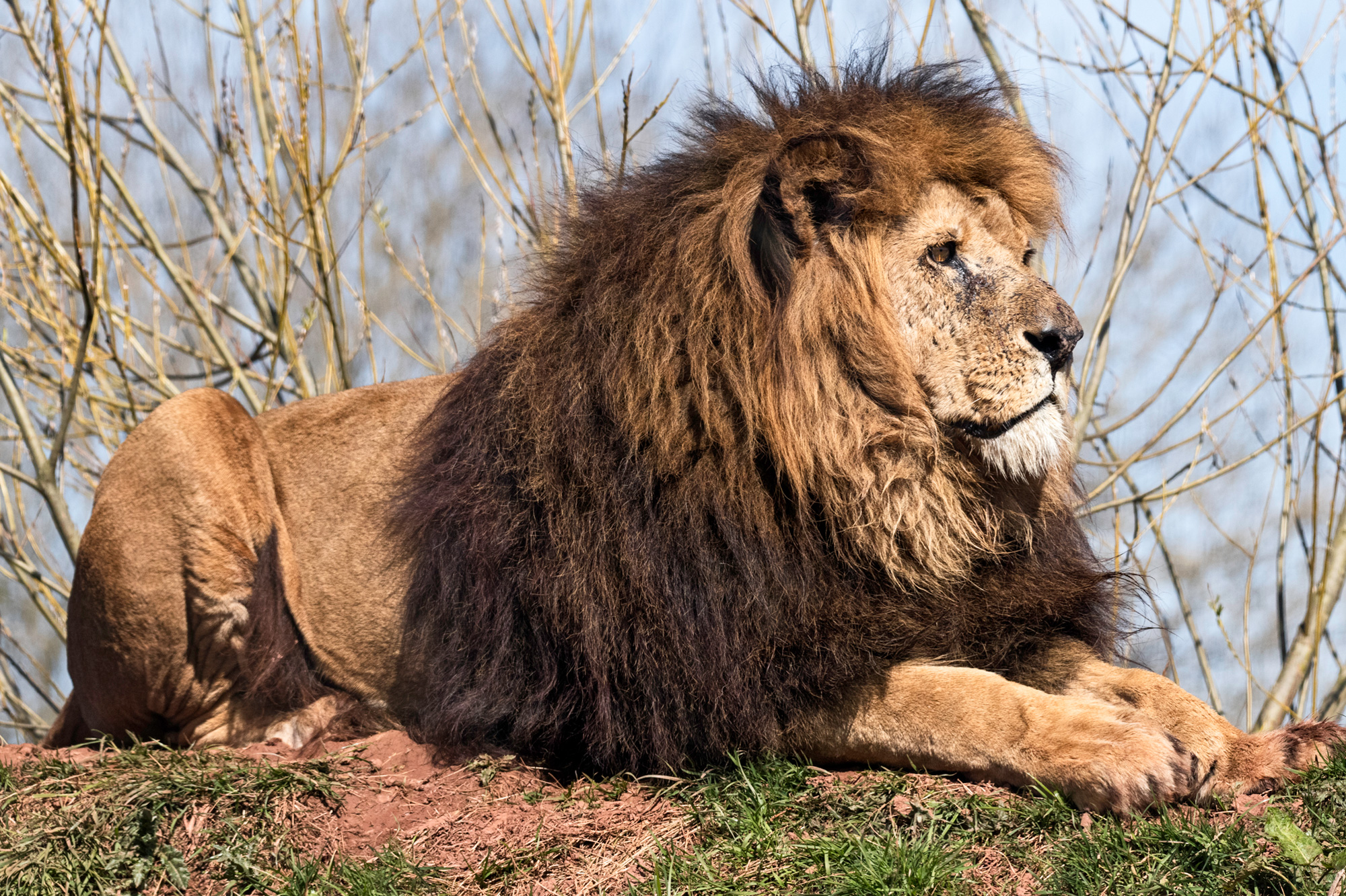South Lakes Safari Zoo Animal Wildlife Park Feeding Experiences